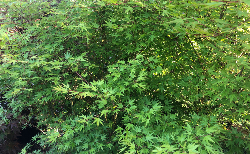Japanese maple trees at Flora Grubb Gardens nursery in San Francisco ...
