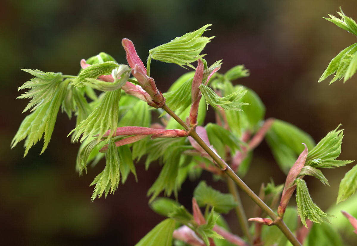 Japanese maple trees at Flora Grubb Gardens nursery in San Francisco ...