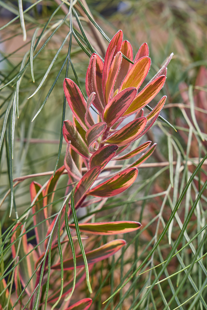 Leucadendrons at Their Loveliest — Flora Grubb Gardens Plant Nursery