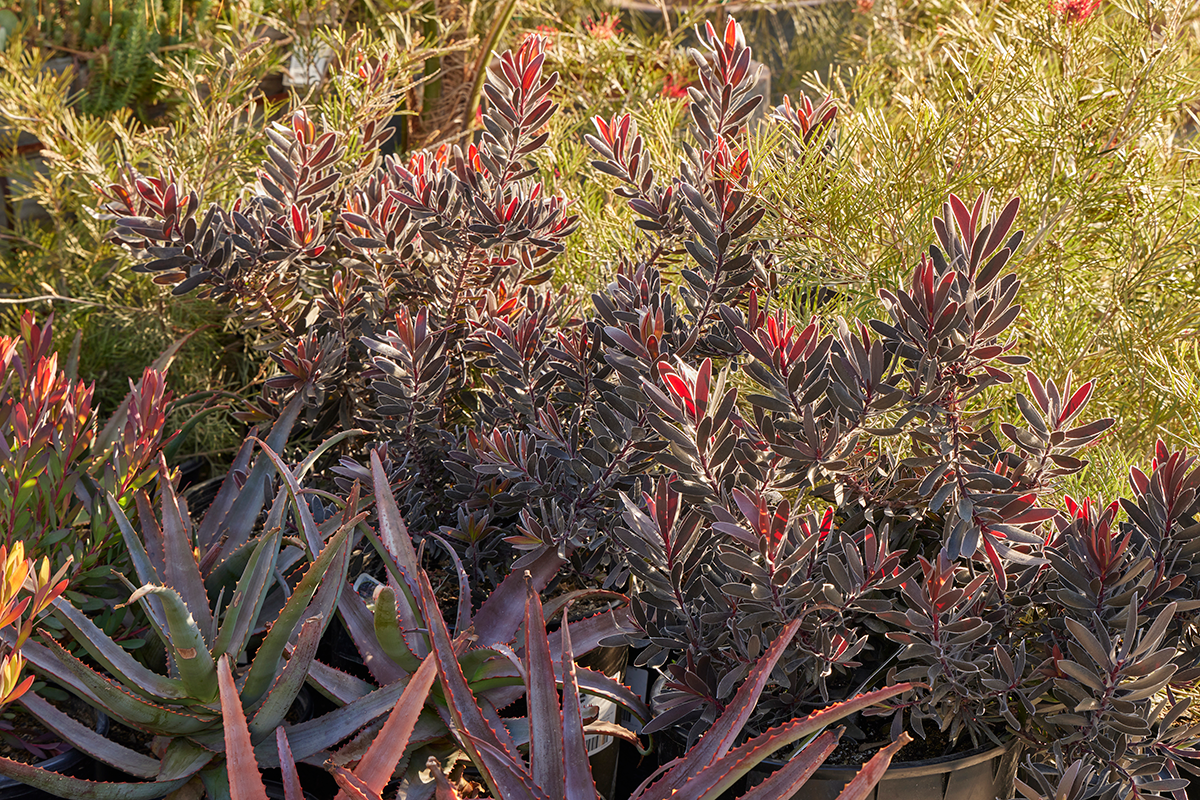 Leucadendrons at Their Loveliest — Flora Grubb Gardens Plant Nursery