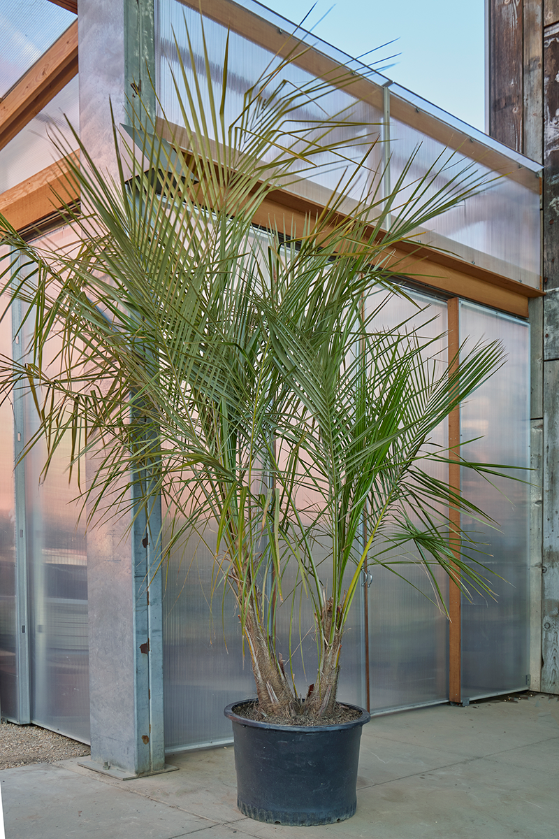 Rare and Elegant Parajubaea Palms — Flora Grubb Gardens Plant Nursery