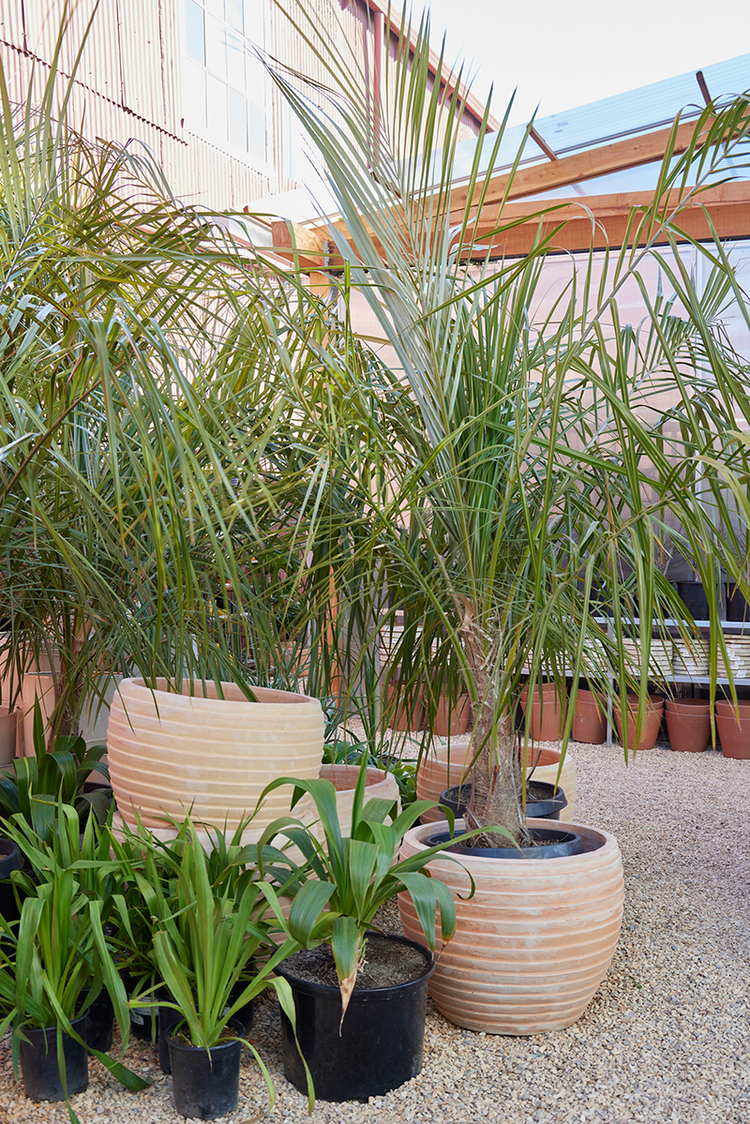Rare and Elegant Parajubaea Palms — Flora Grubb Gardens Plant Nursery