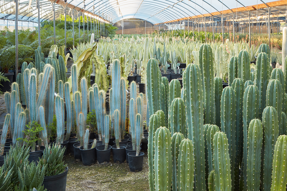 The Ancient Wonders Of The San Pedro Cactus — Flora Grubb Gardens