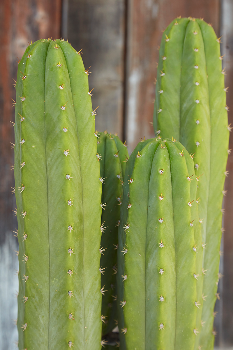 The Ancient Wonders of the San Pedro Cactus — Flora Grubb Gardens Plant ...