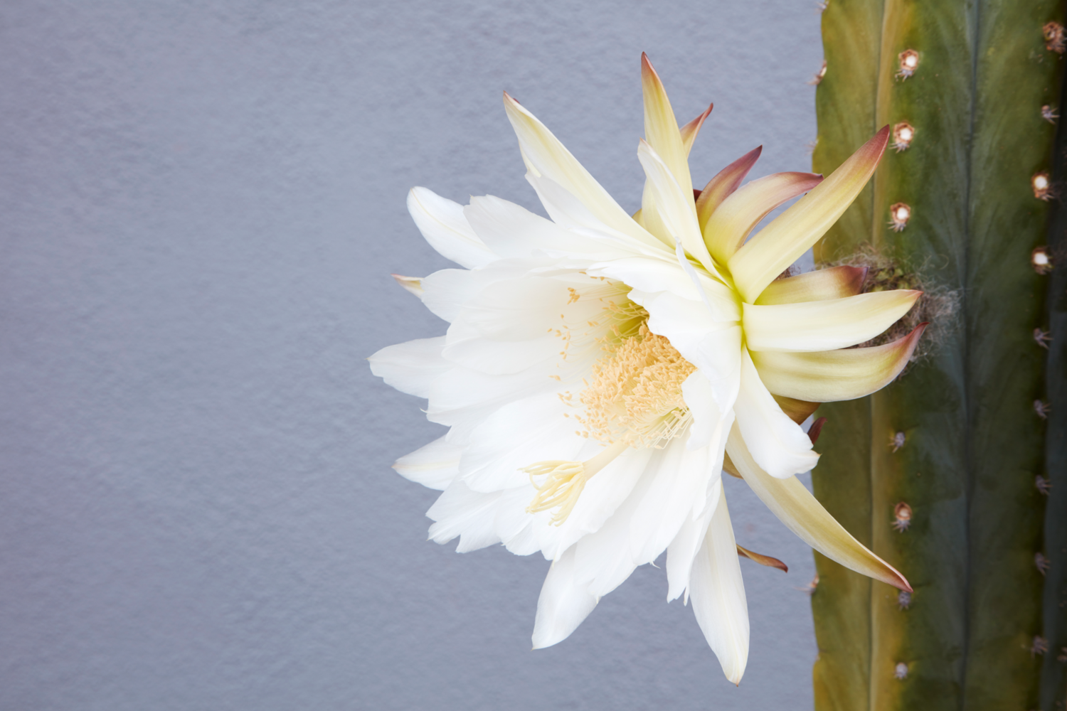 The Ancient Wonders Of The San Pedro Cactus — Flora Grubb Gardens