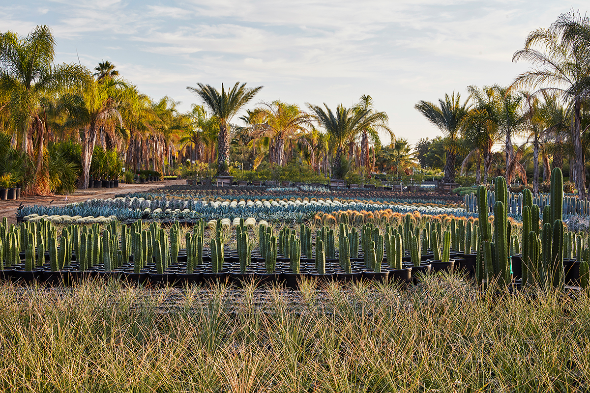 The Ancient Wonders Of The San Pedro Cactus — Flora Grubb Gardens