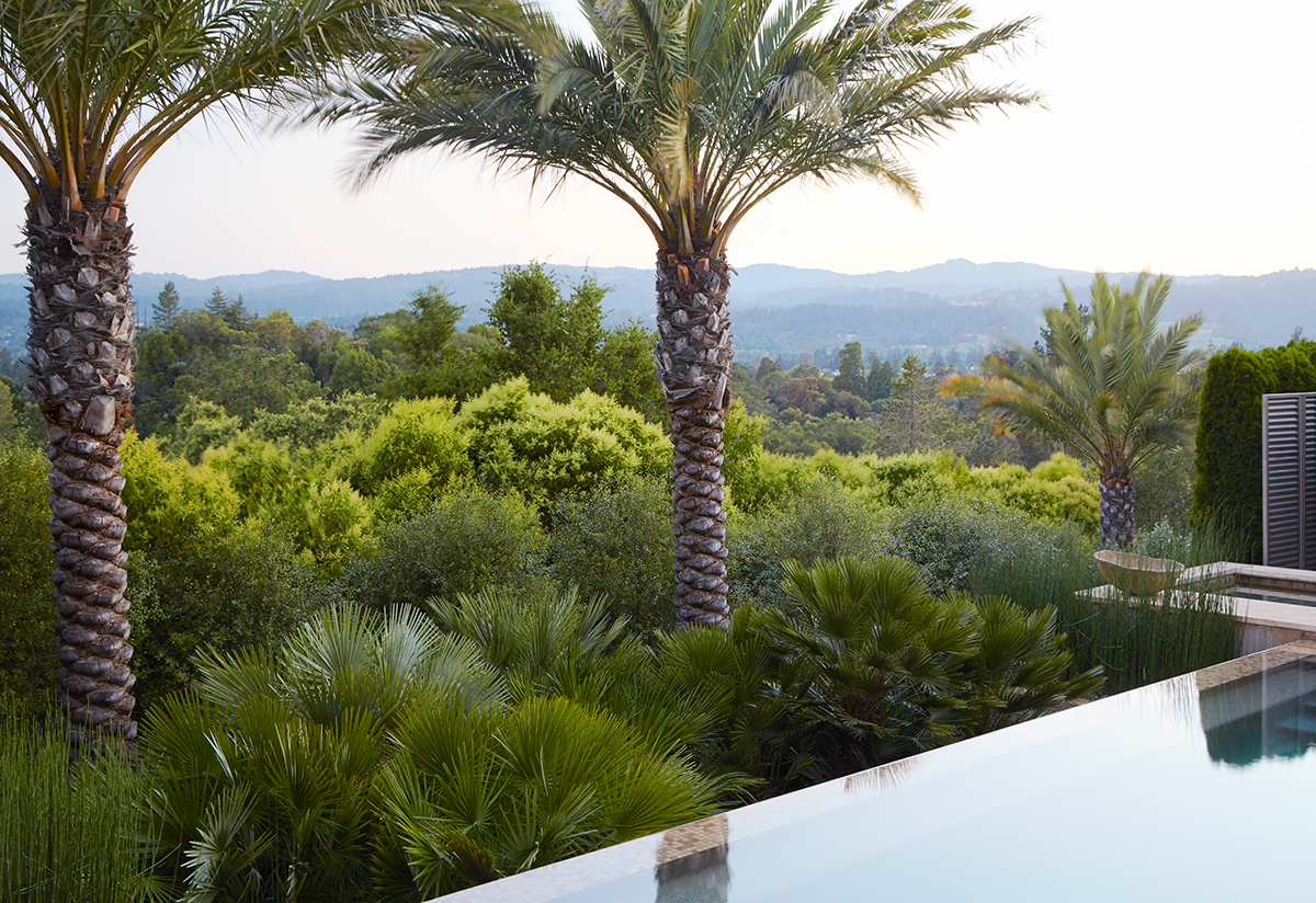 The Ultimate Guide to Growing Palm Trees in Coastal California — Flora ...