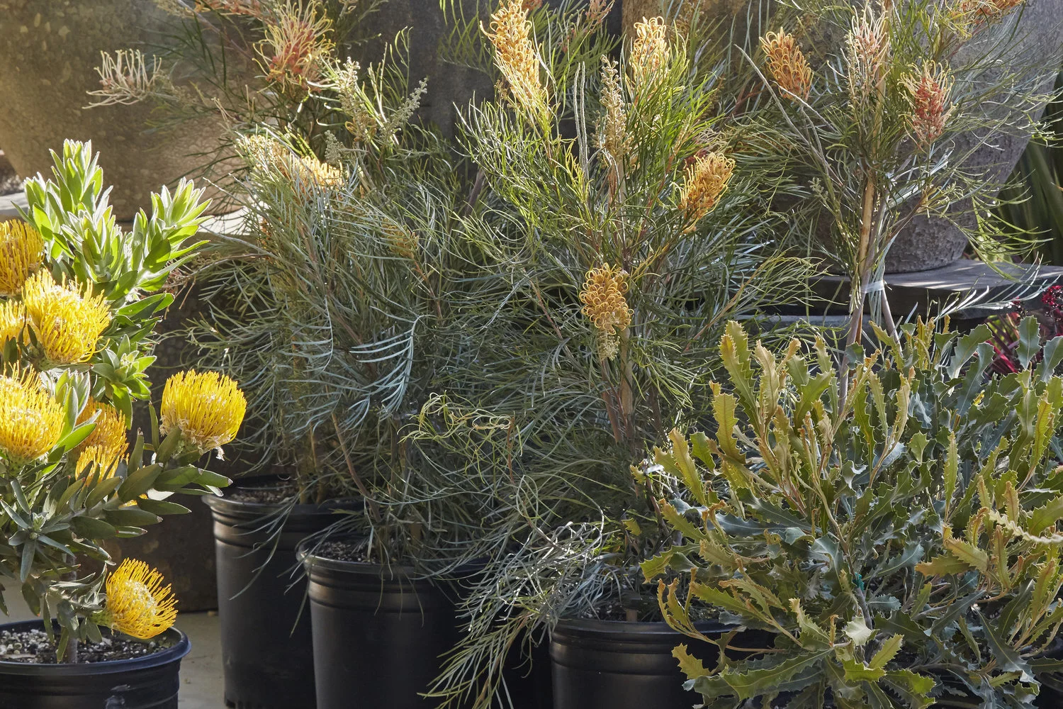 How to Care for Proteaceae (Protea) — Flora Grubb Gardens Plant Nursery