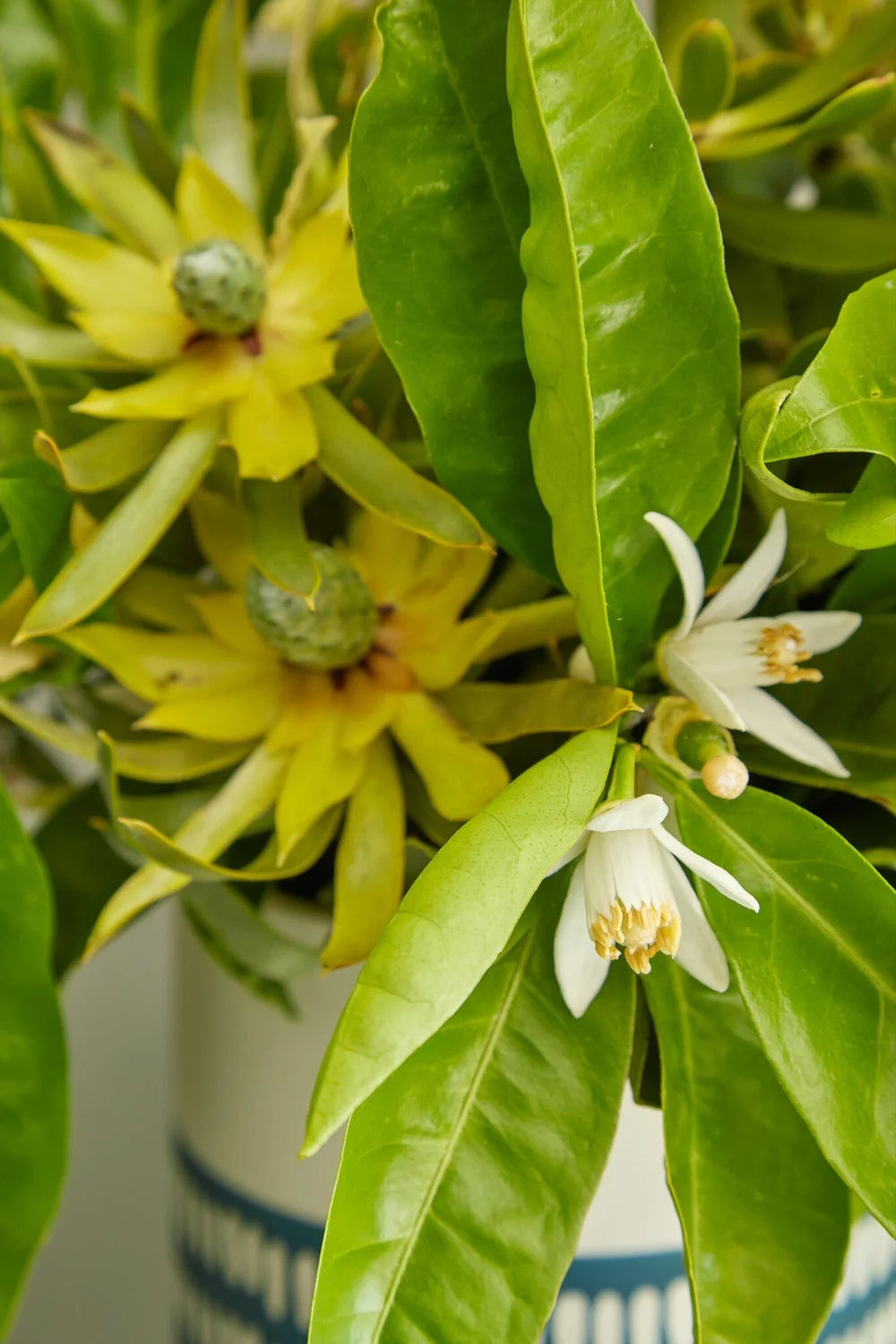 Citrus Trees for San Francisco Gardens — Flora Grubb Gardens