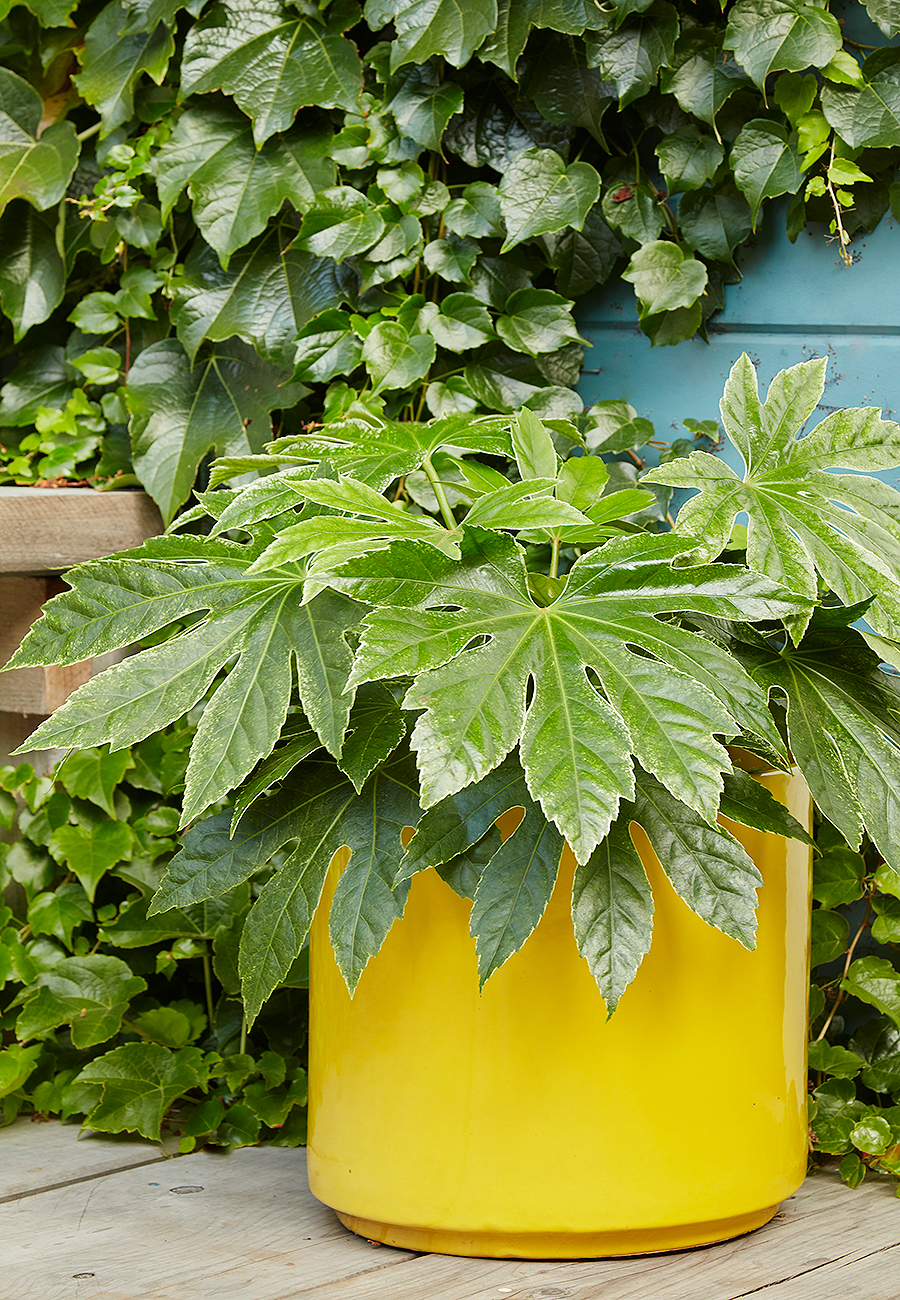 Cylinder Ceramic Pots and Planters — Flora Grubb Gardens Plant Nursery