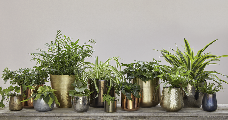 Small Pots and Planters for Houseplants — Flora Grubb Gardens Plant Nursery