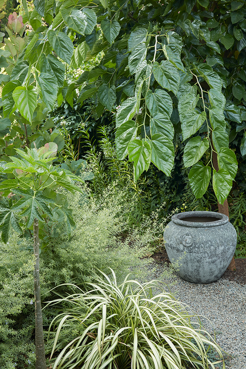 Flora Grubb's Own Home Garden — Flora Grubb Gardens Plant Nursery