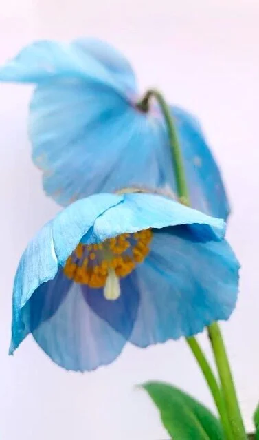 Meconopsis: The Blue Poppy — Flora Grubb Gardens