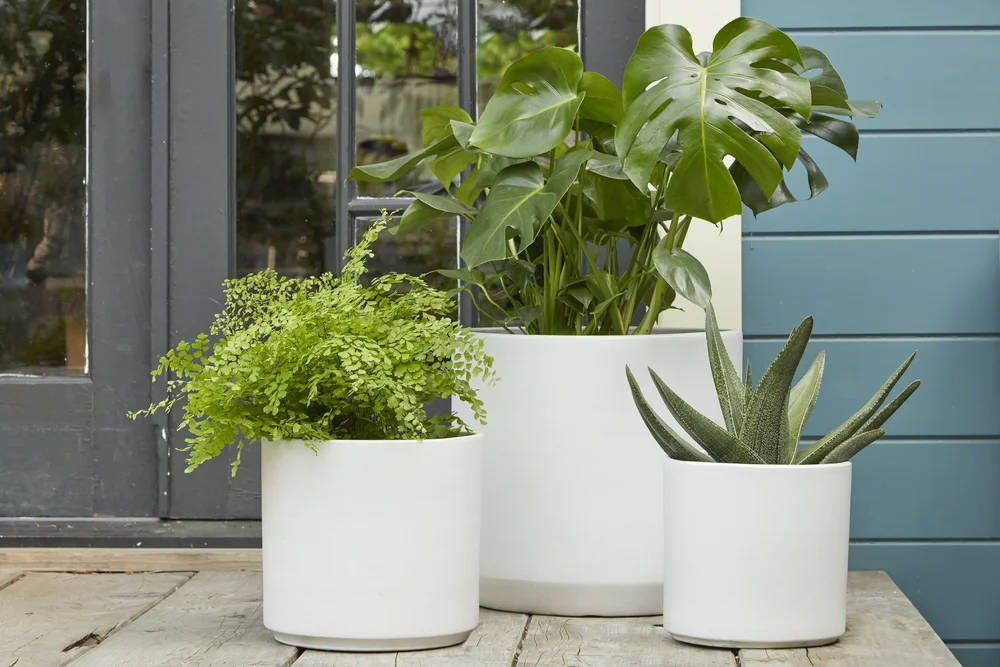 Pots and Planters — Flora Grubb Gardens