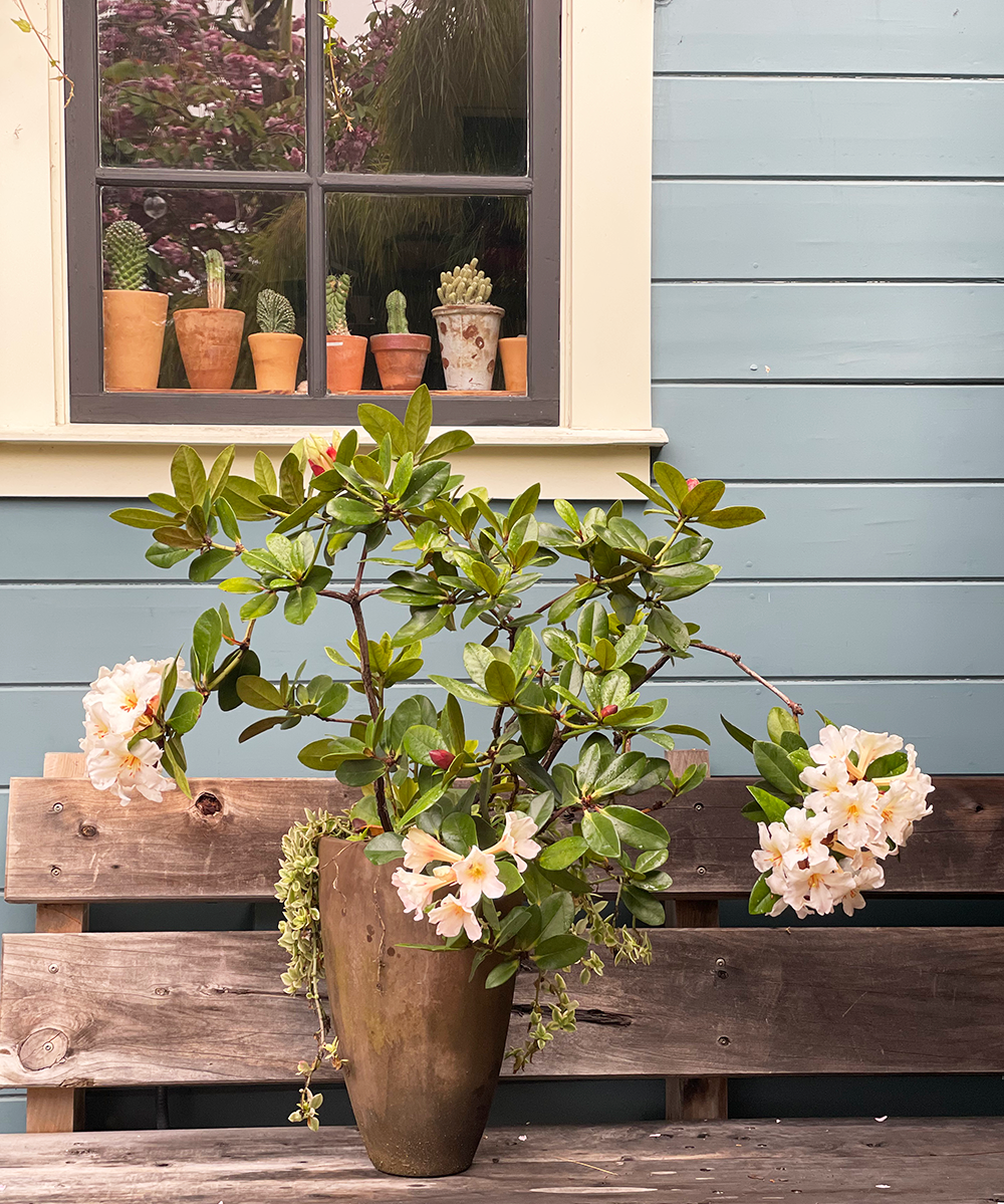 Exceptional Garden Plants and Trees — Flora Grubb Gardens Plant Nursery