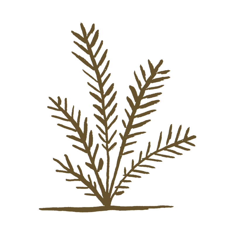 Exceptional Garden Plants and Trees — Flora Grubb Gardens Plant Nursery