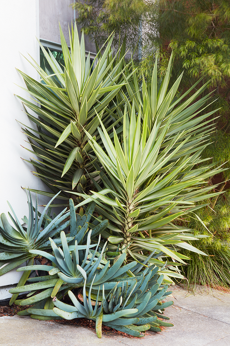 Yucca Plants