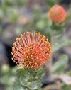 Protea and Leucospermum — Flora Grubb Gardens