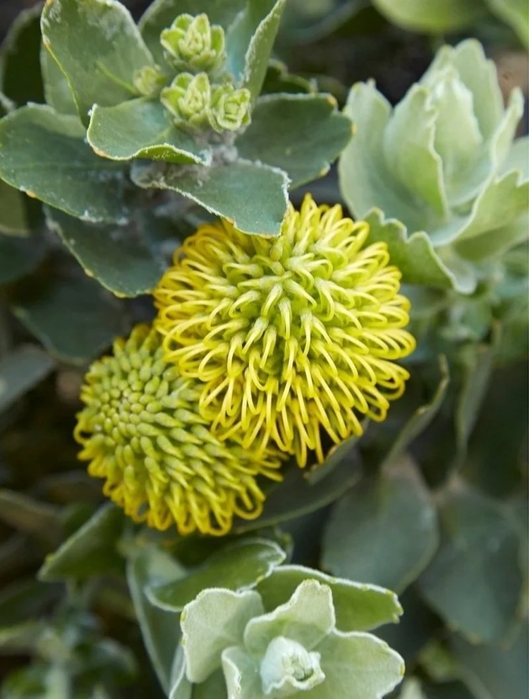 Protea and Leucospermum — Flora Grubb Gardens Plant Nursery