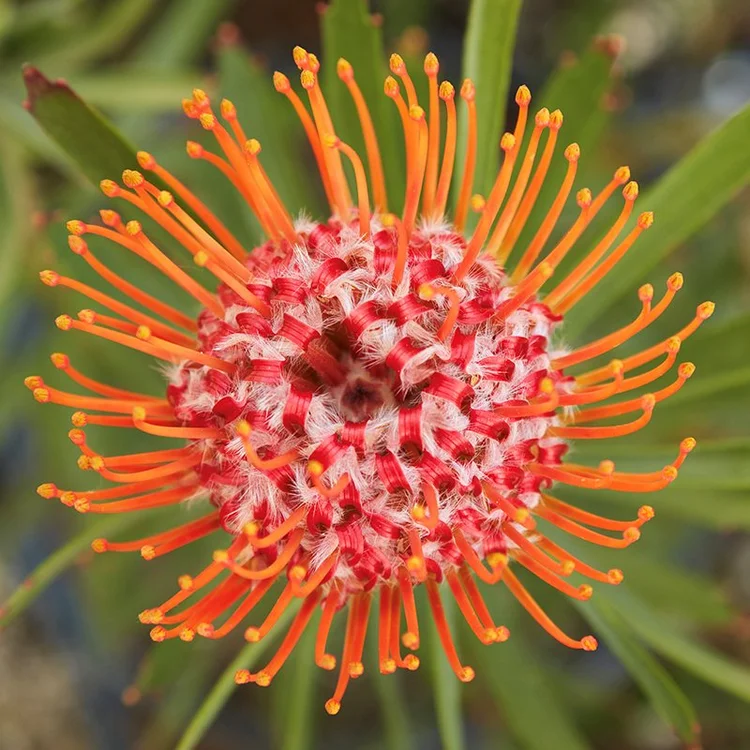 Protea and Leucospermum — Flora Grubb Gardens Plant Nursery