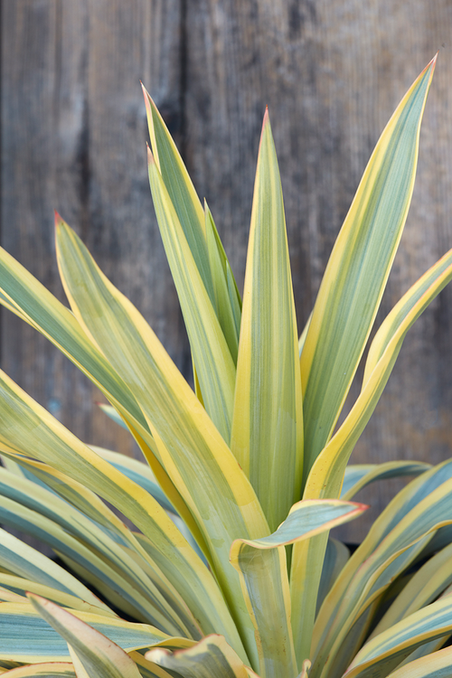 Everything Looks Like a Yucca! — Flora Grubb Gardens