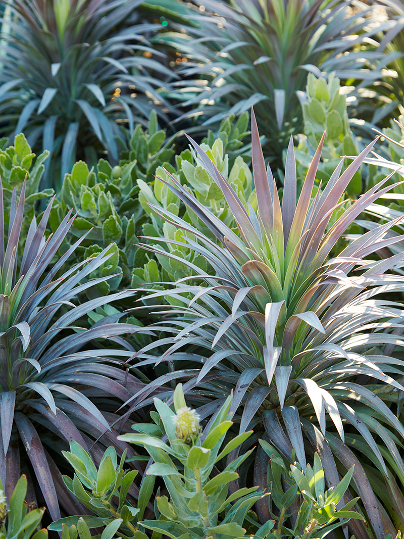 Everything Looks Like a Yucca! — Flora Grubb Gardens