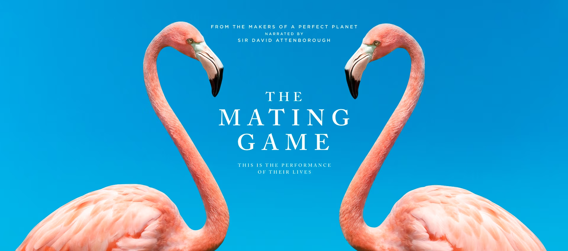 BBC STUDIOS: THE MATING GAME — Creative Vixstory