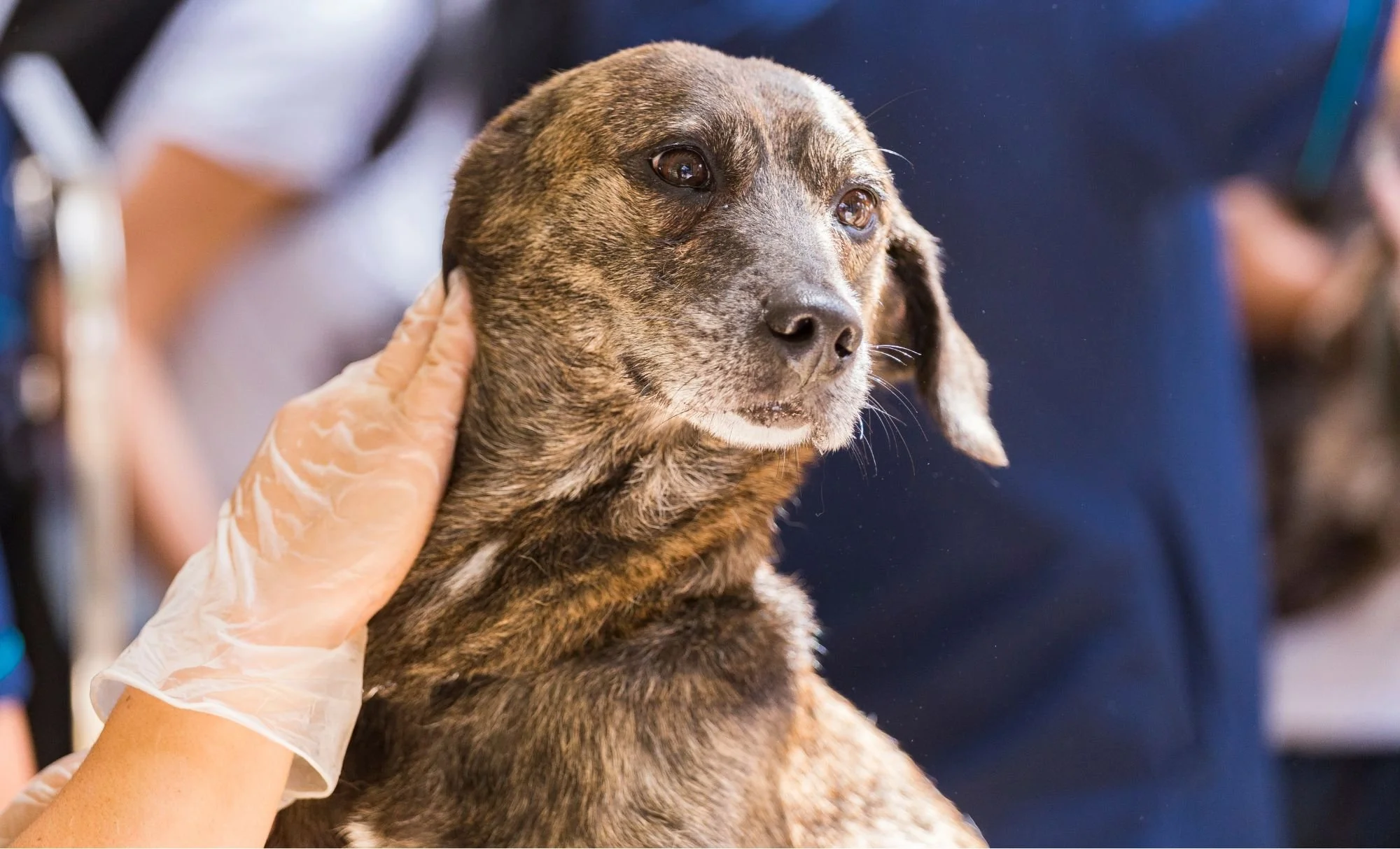 Spay/Neuter Resources — Washington Health Outreach