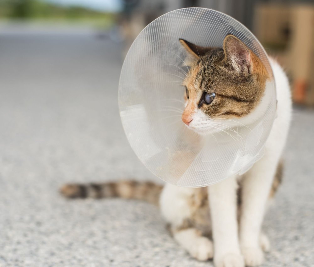 Spay/Neuter Resources — Washington Health Outreach