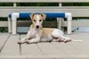 Find a Whippet Breeder in Canada — National Whippet Club of Canada