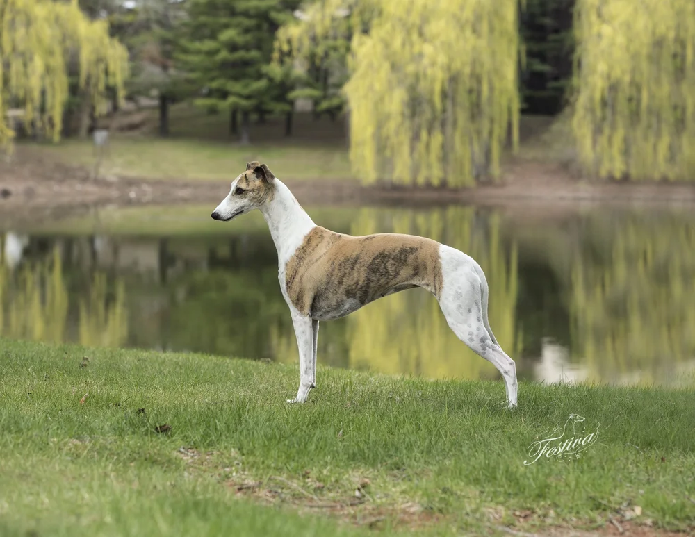 National Whippet Show Results — National Whippet Club of Canada