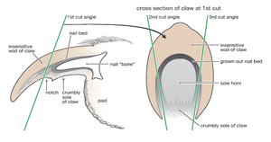 Trimming Whippet Toenails — National Whippet Club of Canada