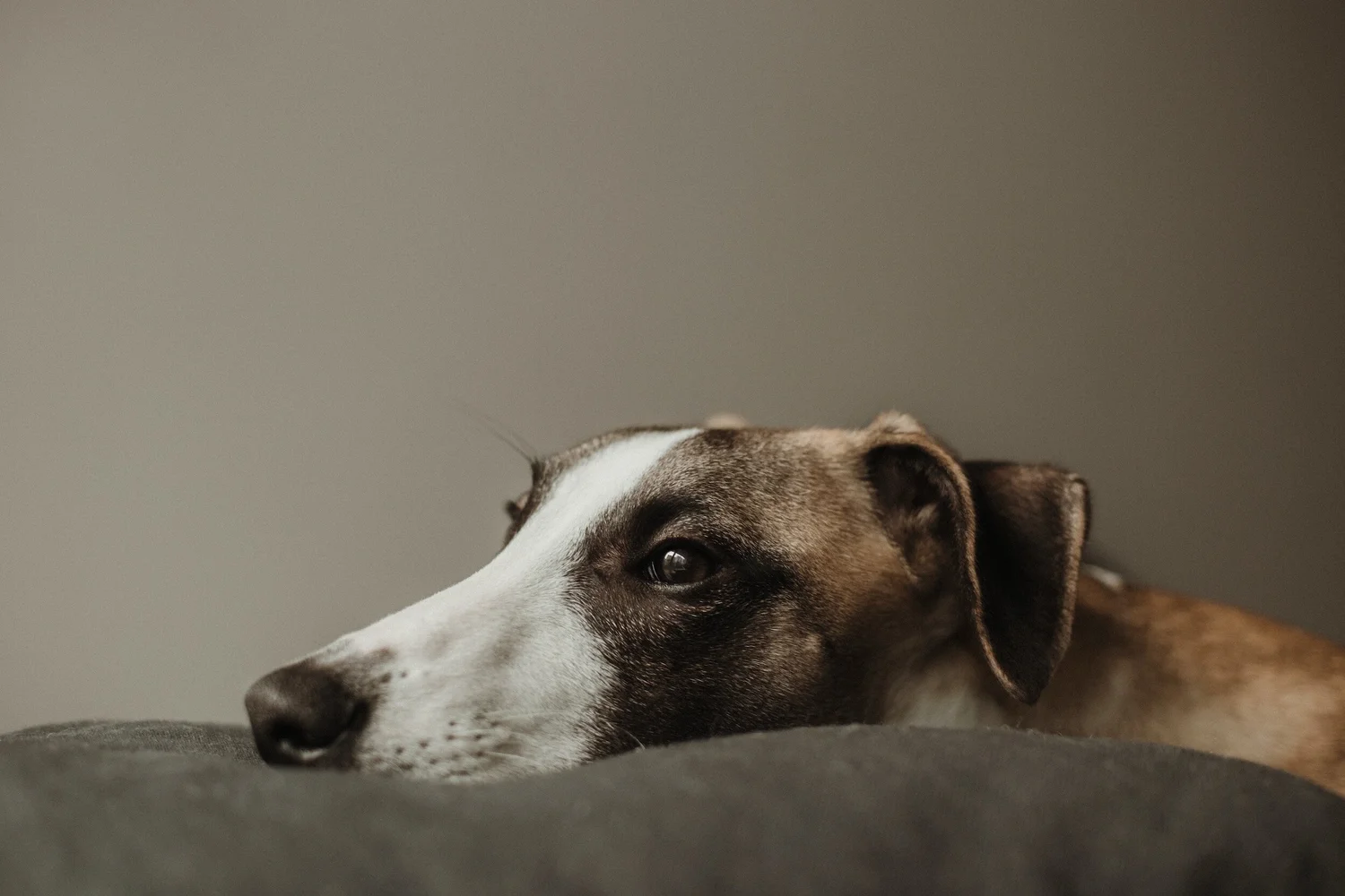 Trimming Whippet Toenails — National Whippet Club of Canada