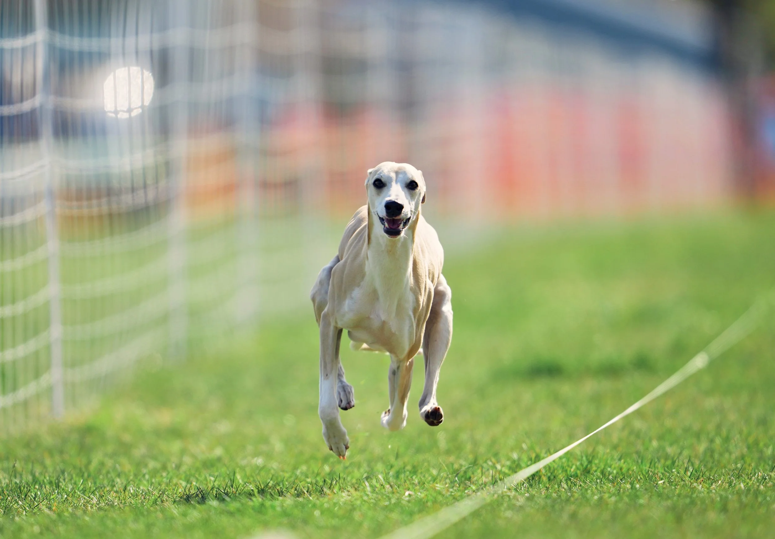 Whippet Activities — National Whippet Club of Canada