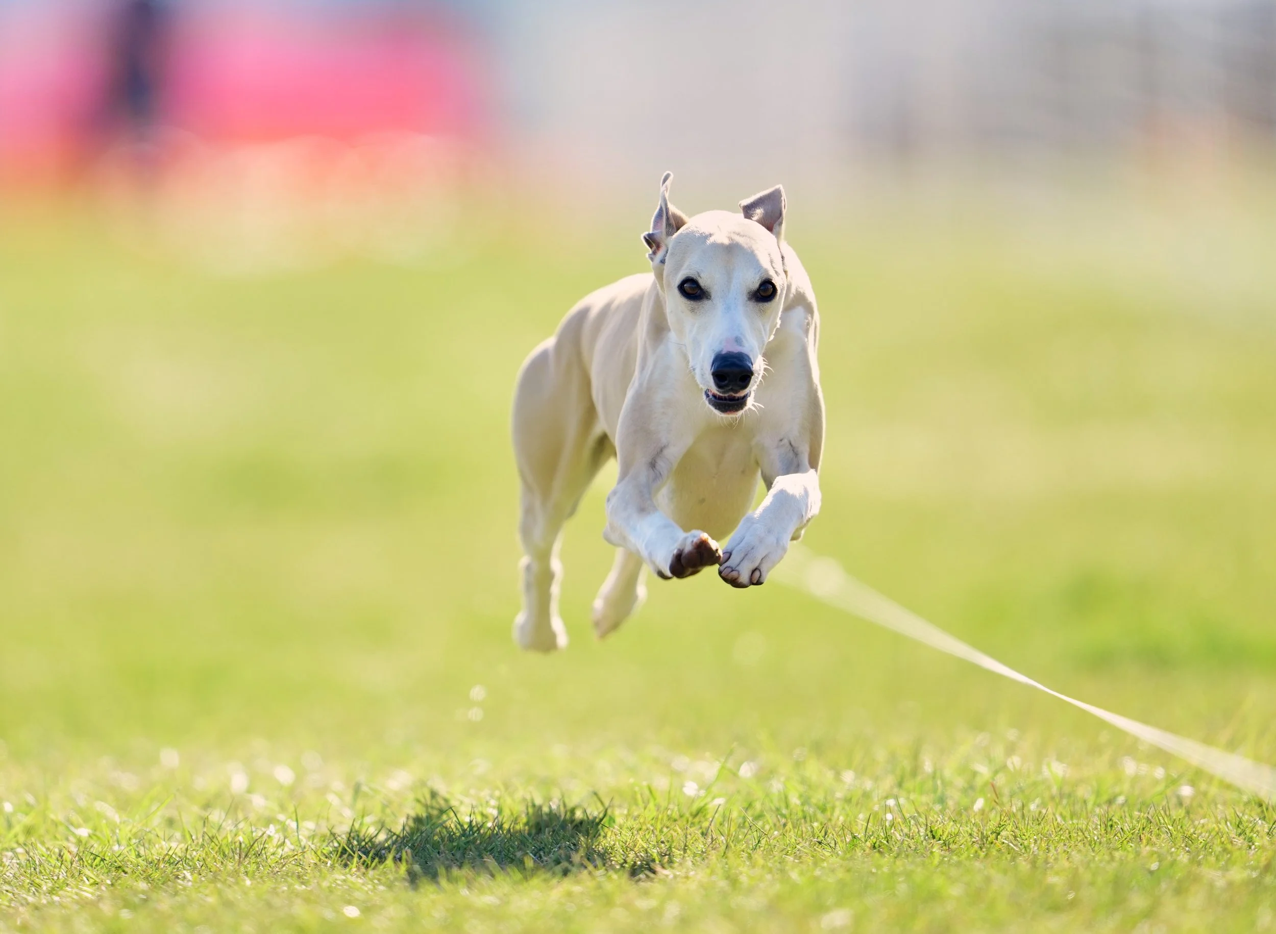 National Whippet Club Membership — National Whippet Club of Canada