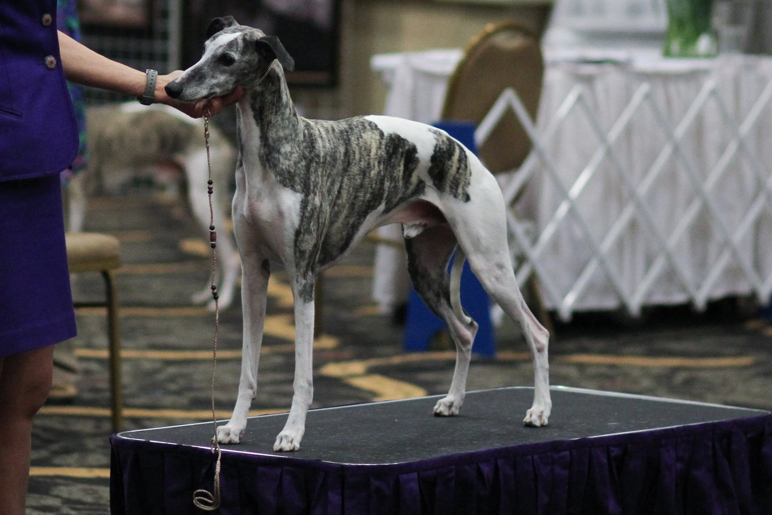 Whippet Activities — National Whippet Club of Canada