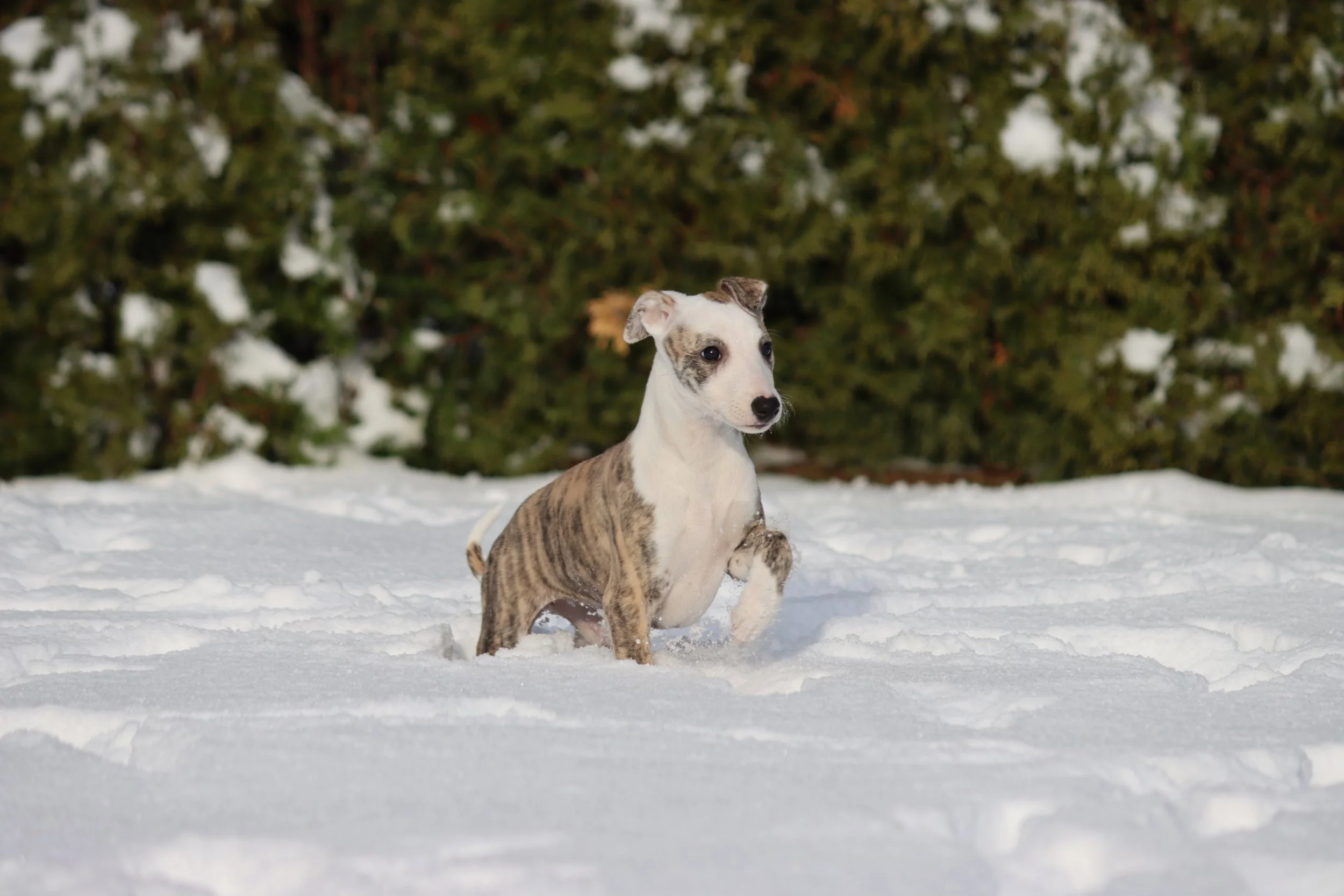 National Whippet Club of Canada