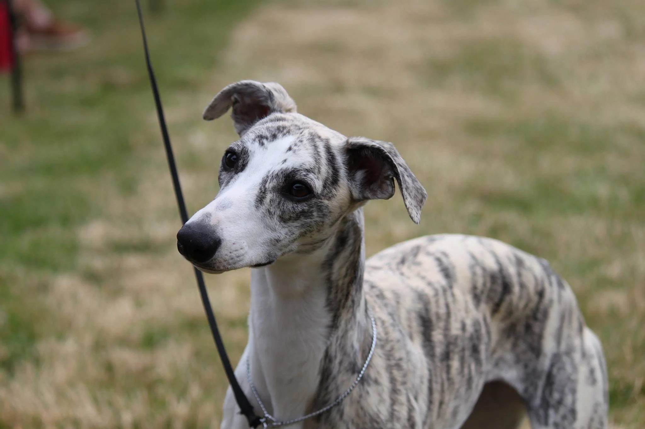 National Whippet Club of Canada