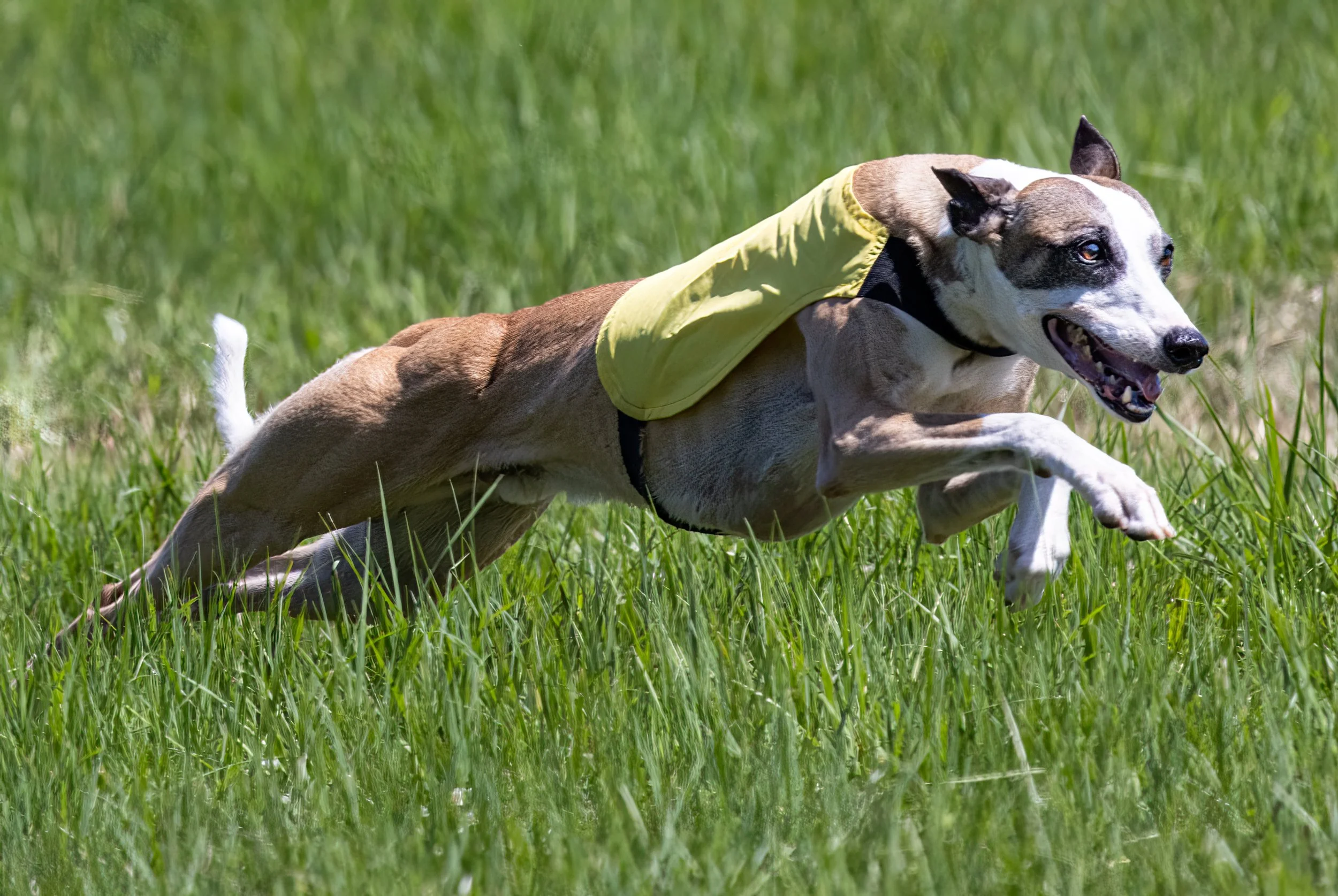 Whippet Activities — National Whippet Club of Canada