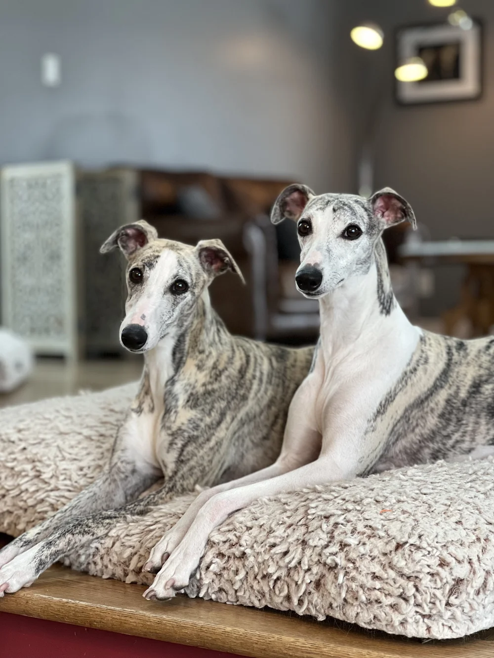 Whippet Info & FAQs — National Whippet Club of Canada