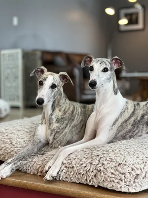 Whippet Info & FAQs — National Whippet Club of Canada