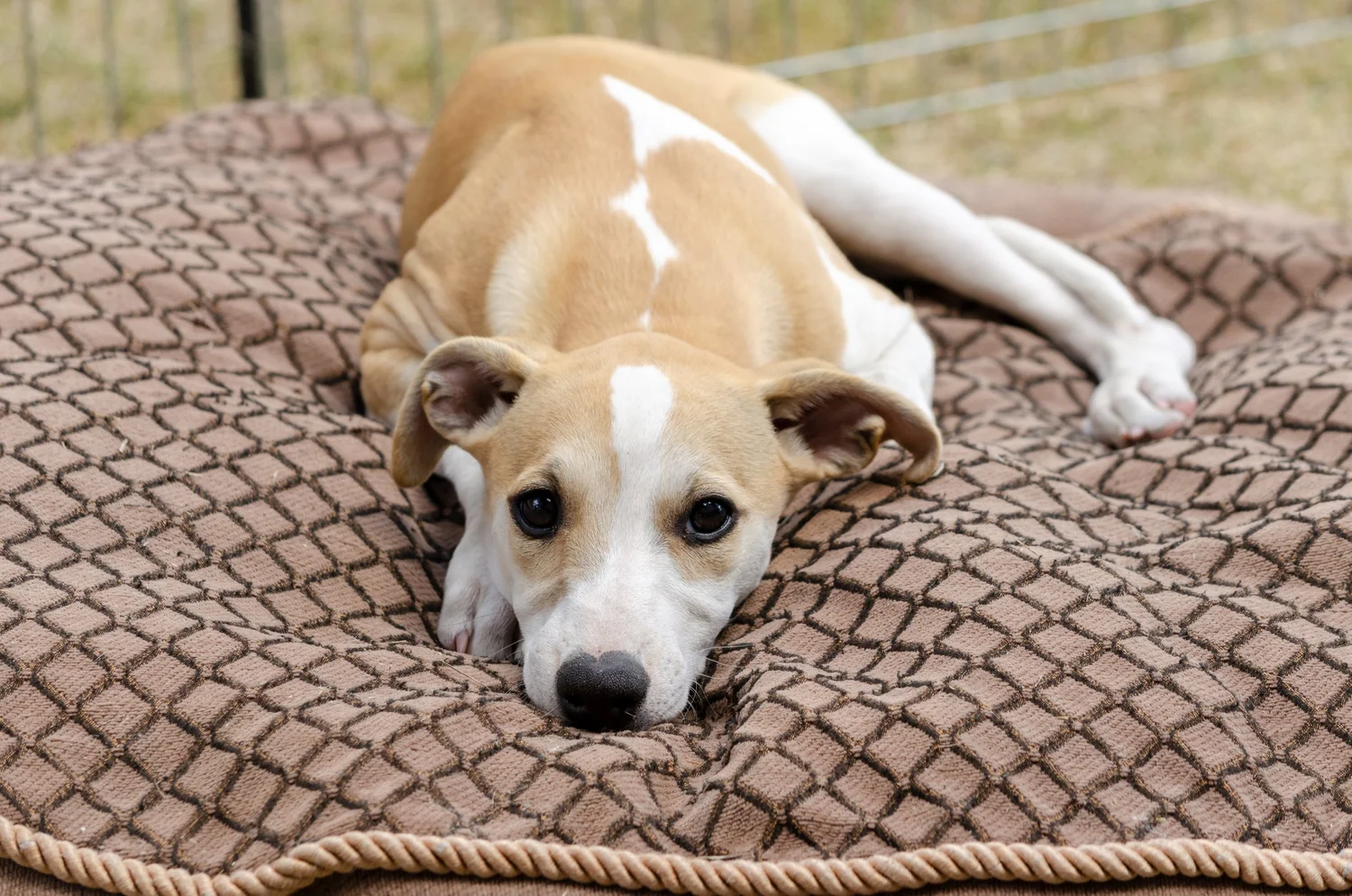 Whippet Rescue Canada — National Whippet Club of Canada