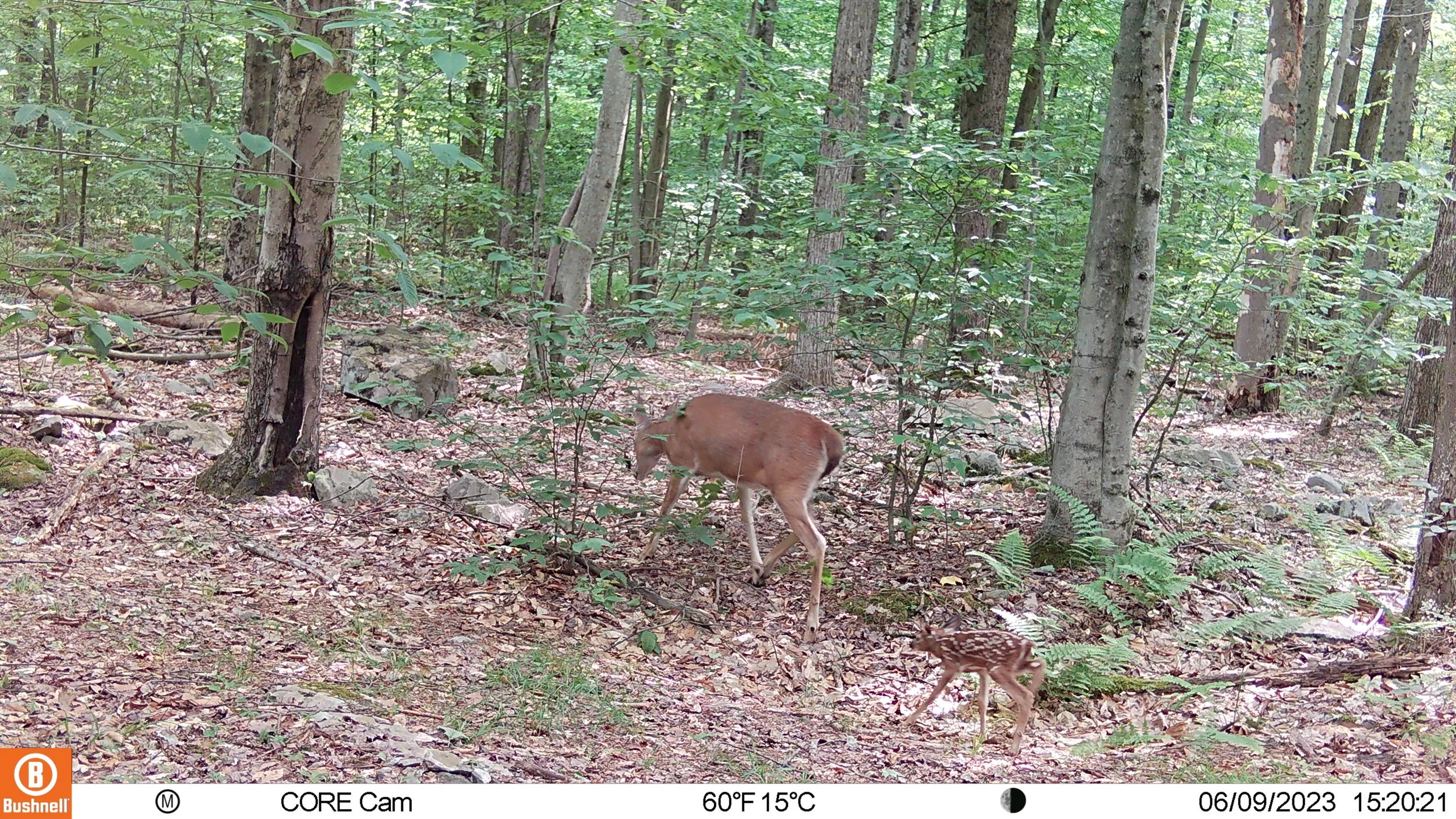 In the Know with Ranger Joe, July 2023 — The Buck Hill Conservation ...