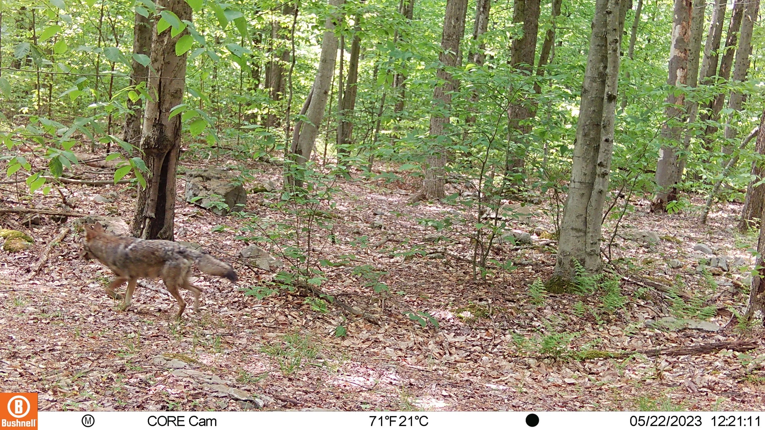 In the Know with Ranger Joe, July 2023 — The Buck Hill Conservation ...
