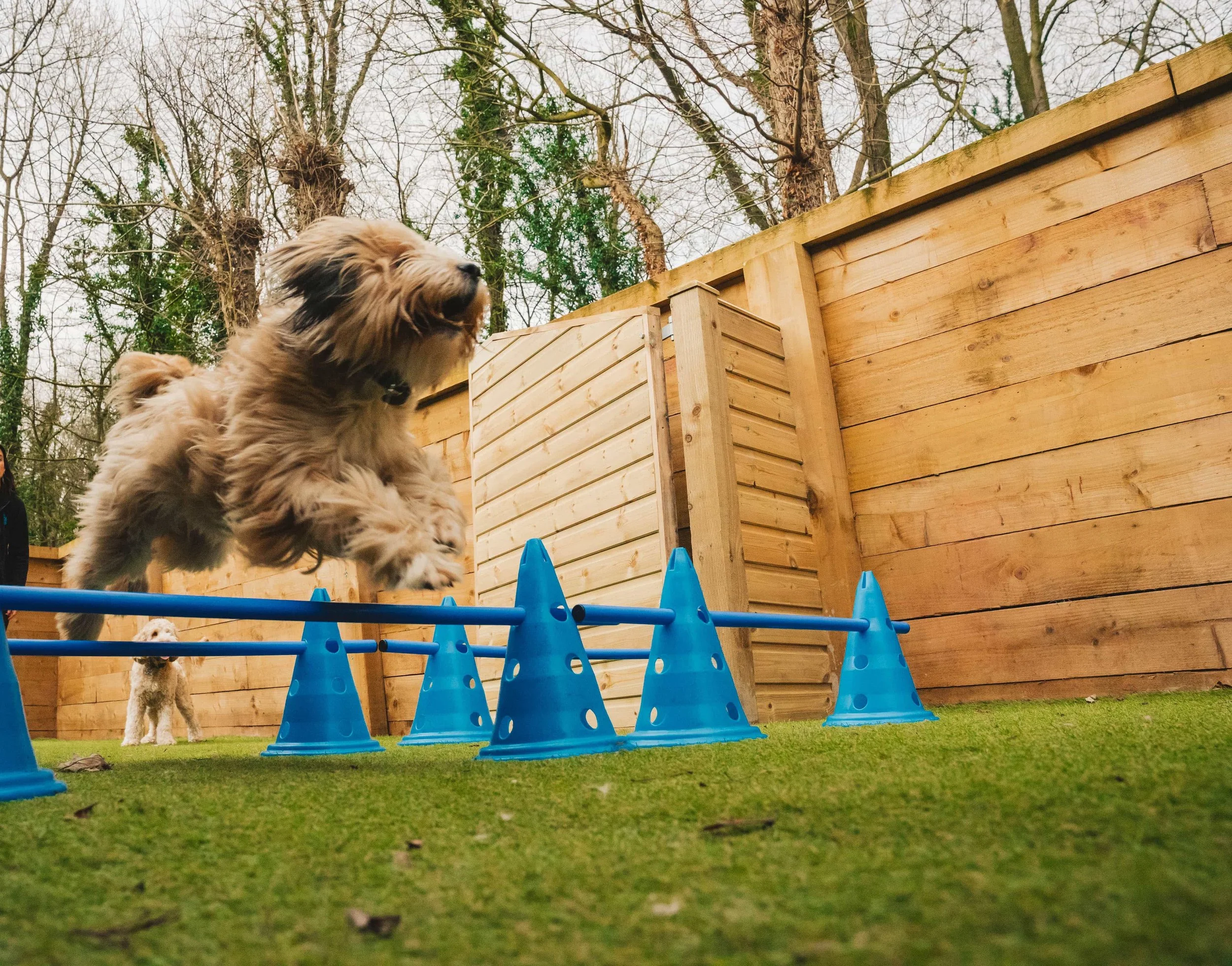 Daycare at Pooch Palace — Pooch Palace VIP