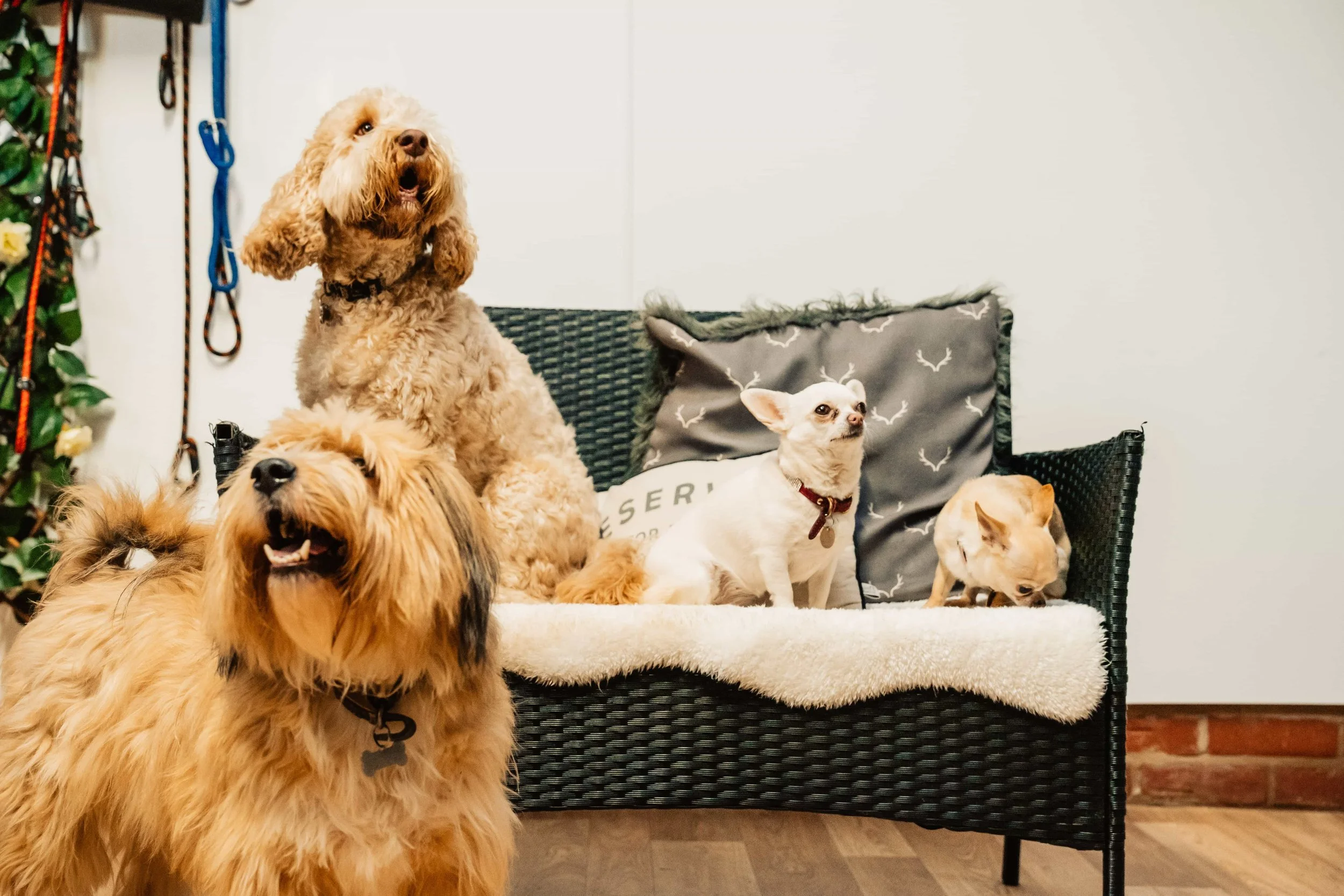 Daycare at Pooch Palace — Pooch Palace VIP