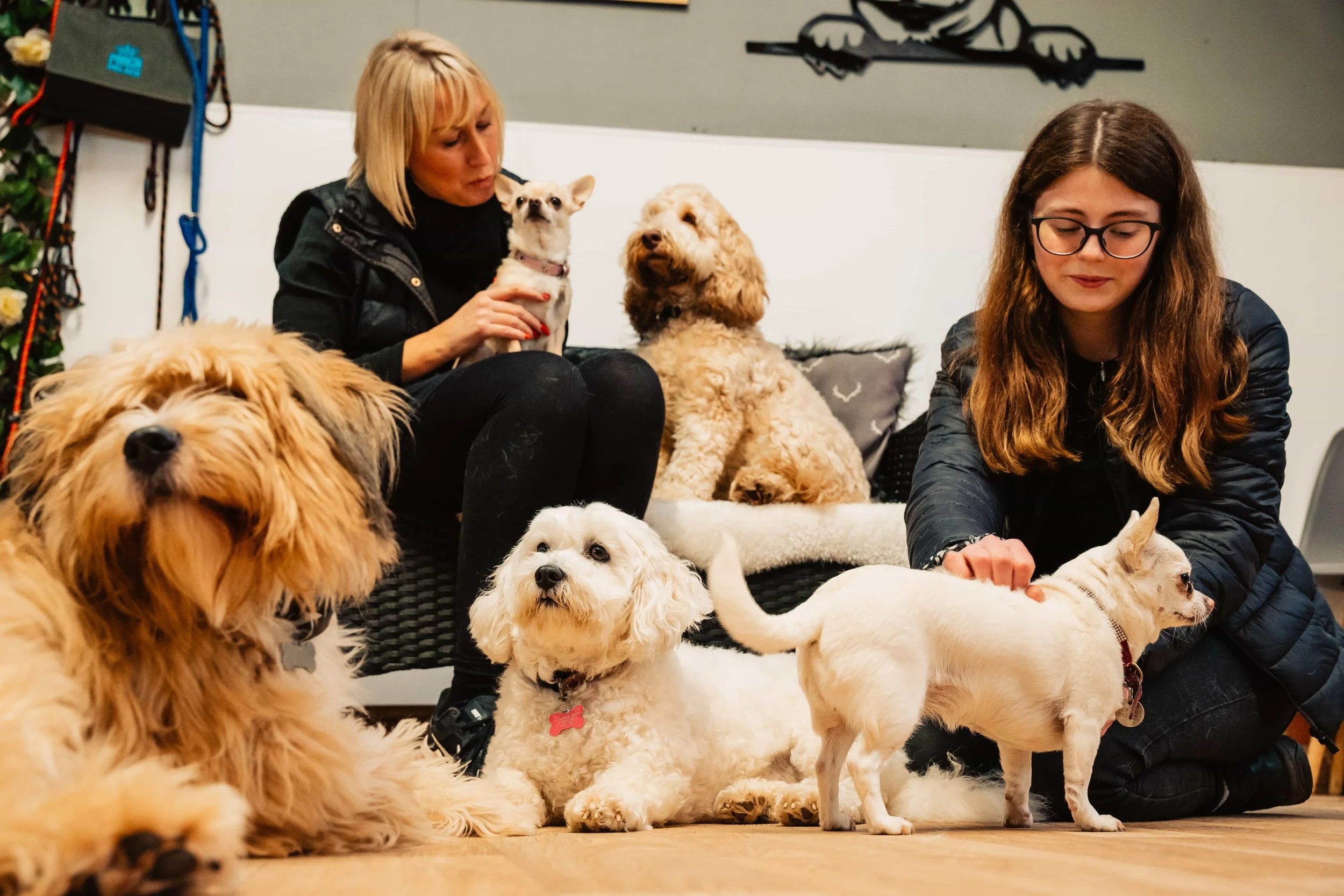 Daycare at Pooch Palace — Pooch Palace VIP