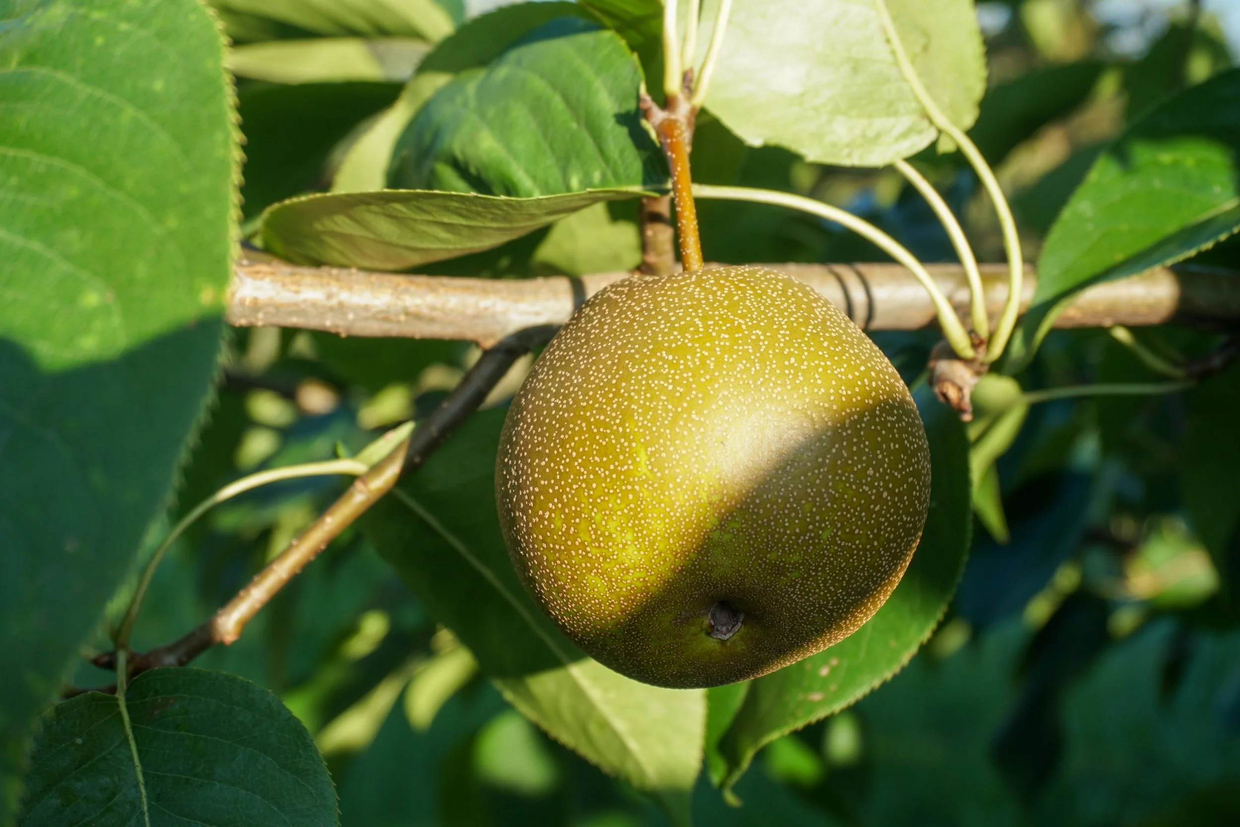 Events — Adama Farm