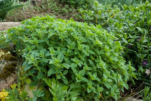 Beginners Guide to Interplanting. - Organic blog