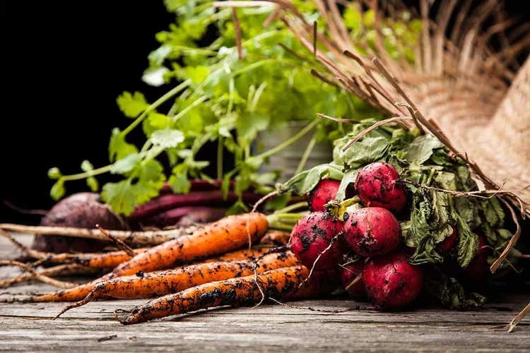 Beginners Guide to Interplanting. - Organic blog